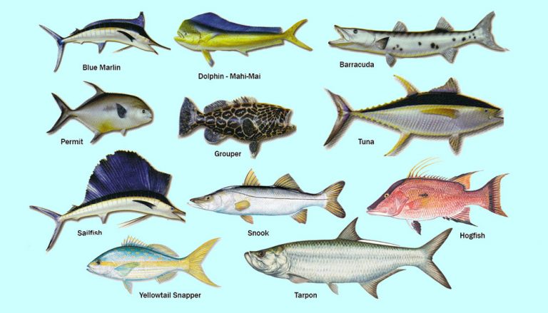 Most Popular Types of Fish in America - Fish Species